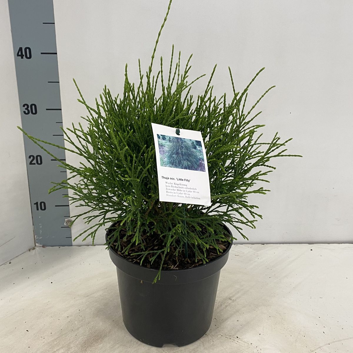 Thuja occidentalis 'Little Filly' — Plant Wholesale FlorAccess