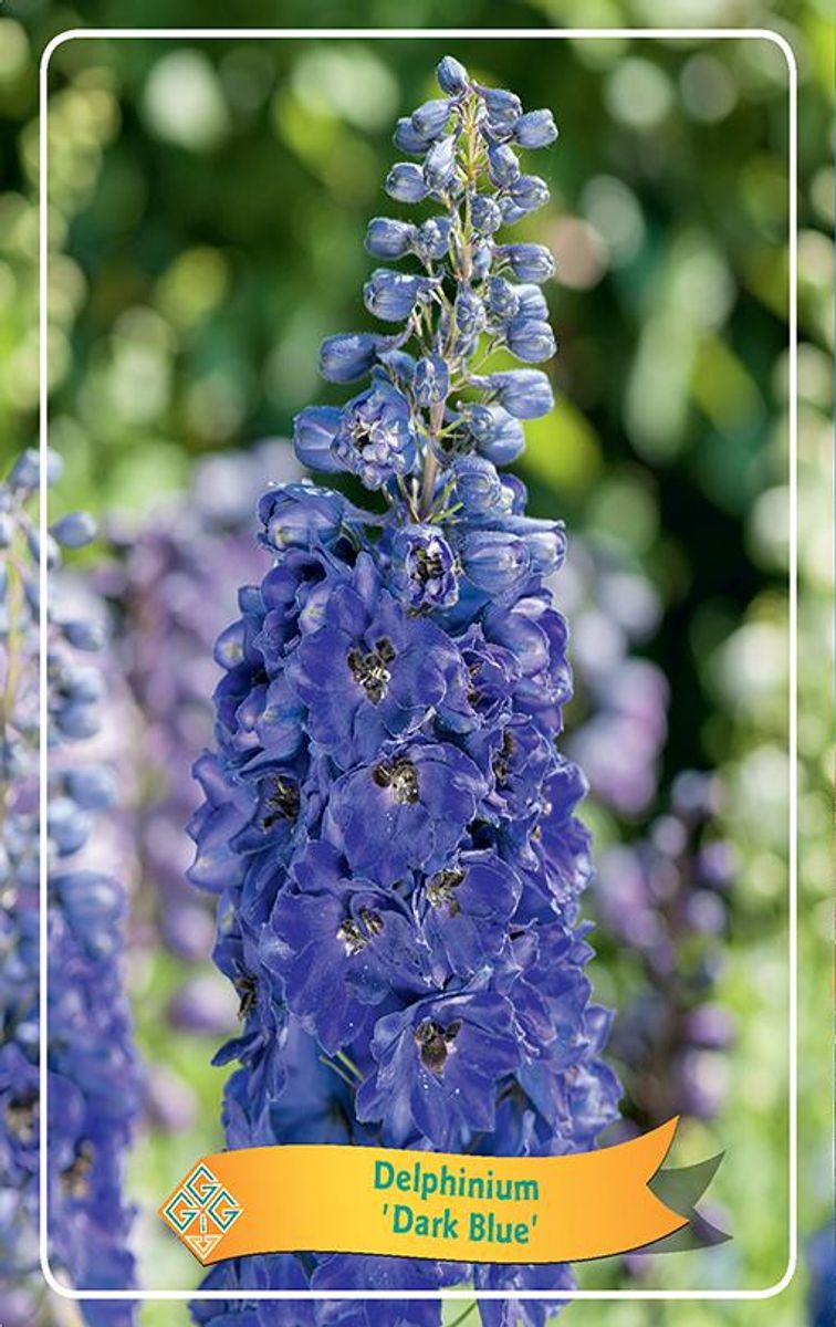 Delphinium 'Magic Fountains Dark Blue' — Plant Wholesale FlorAccess