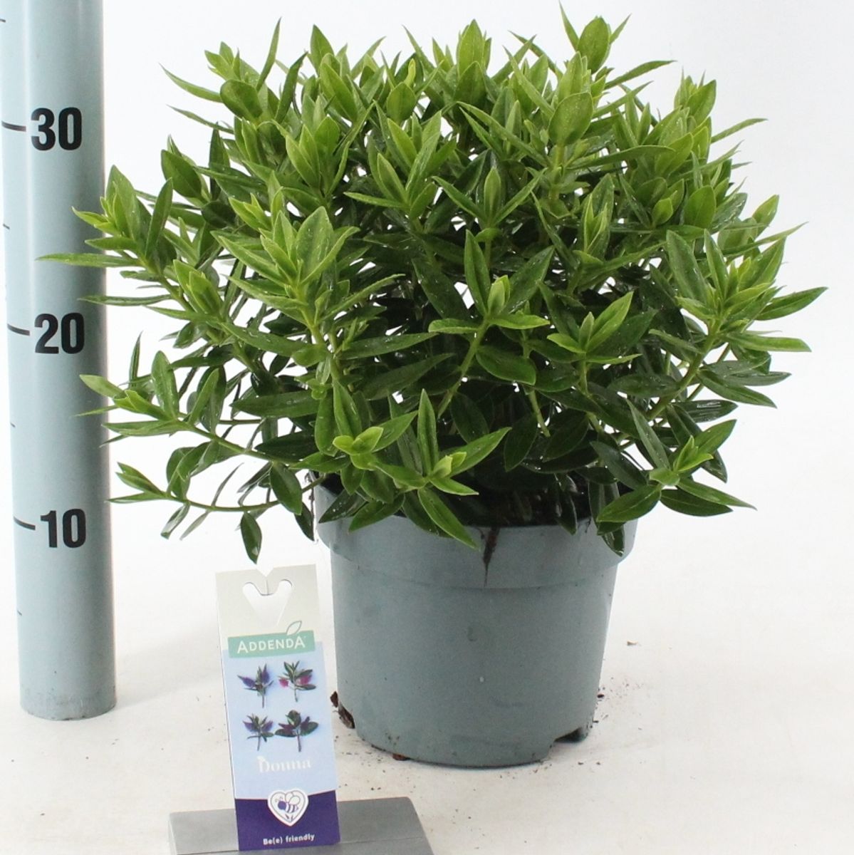 Hebe HEBEDONNA JENNA — Plant Wholesale FlorAccess