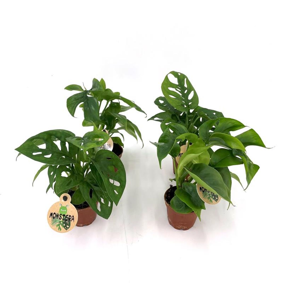 Monstera MIX — Plant Wholesale FlorAccess
