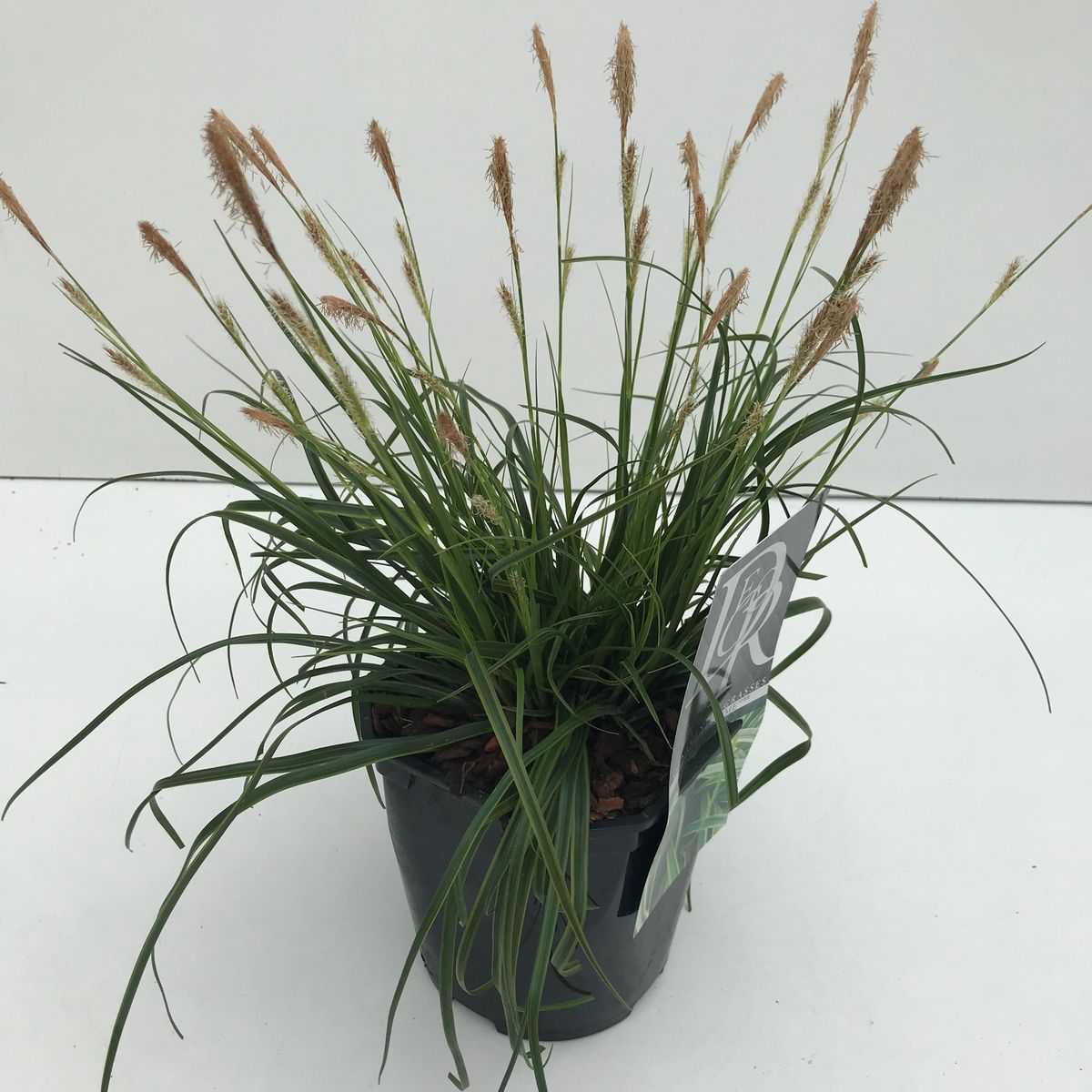 Carex oshimensis EVERCOLOR EVERLIME — Plant Wholesale FlorAccess
