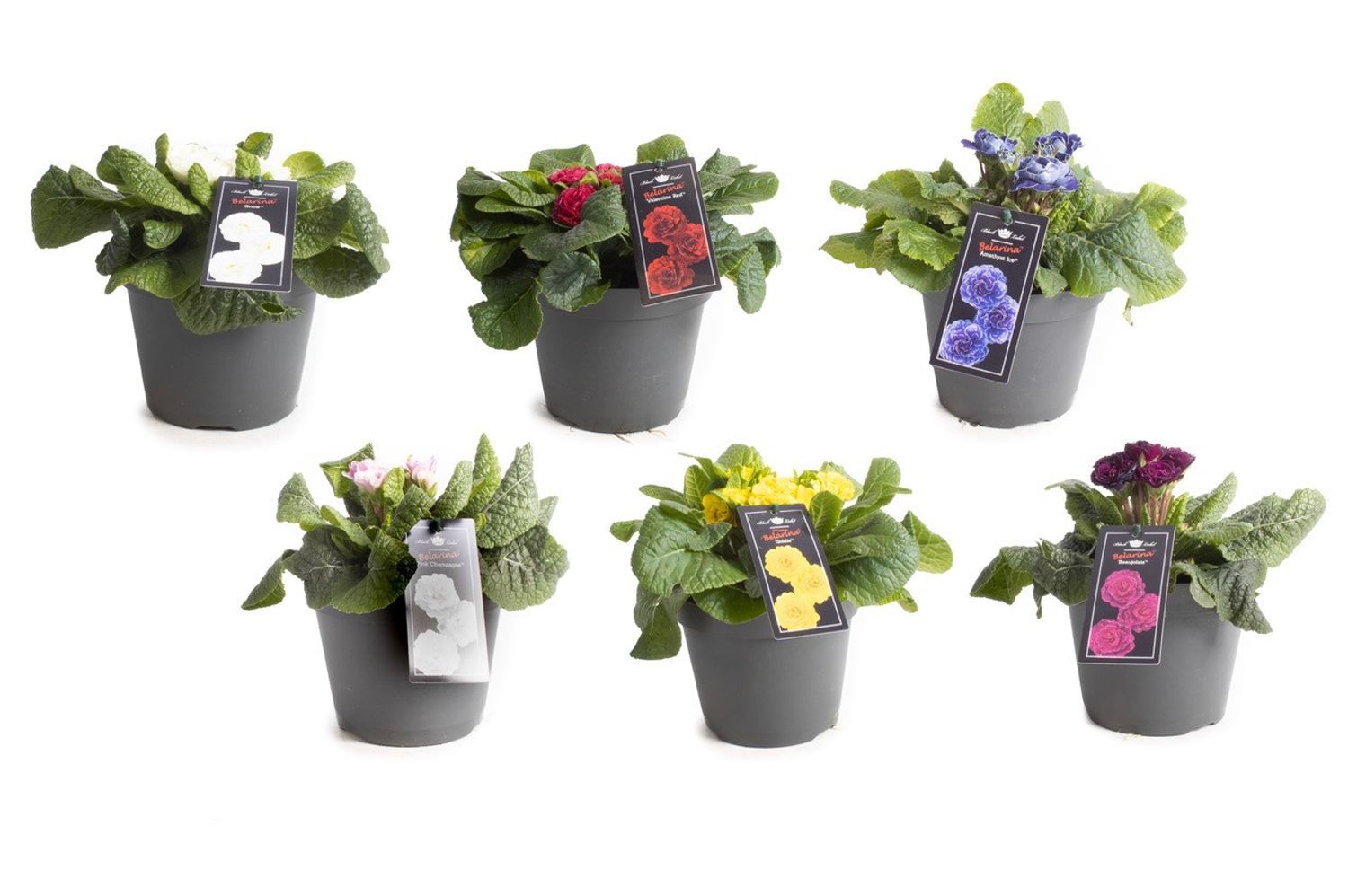 Primula vulgaris BELARINA MIX — Plant Wholesale FlorAccess