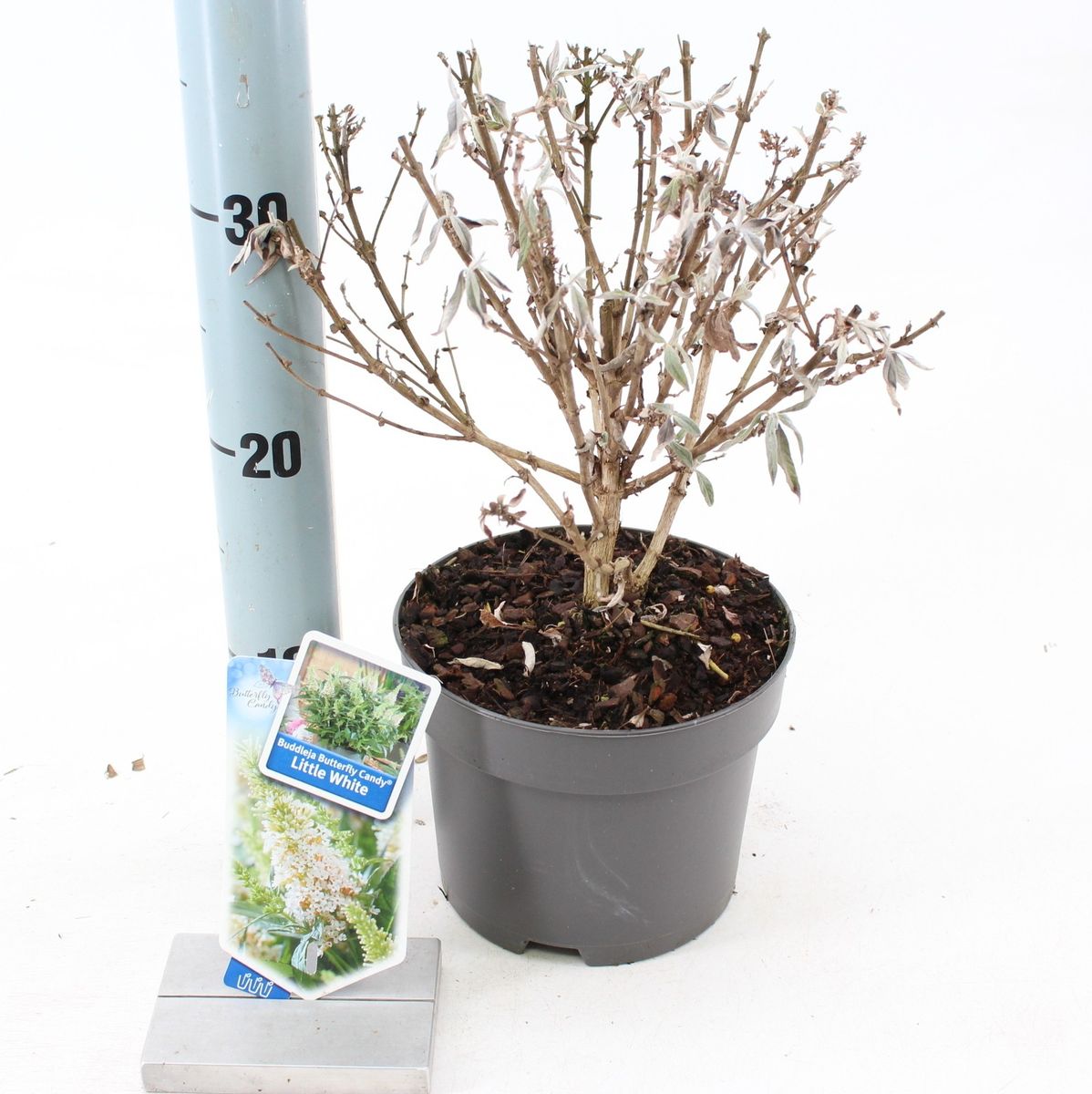 Buddleja davidii BUTTERFLY CANDY LITTLE WHITE — Plant Wholesale FlorAccess