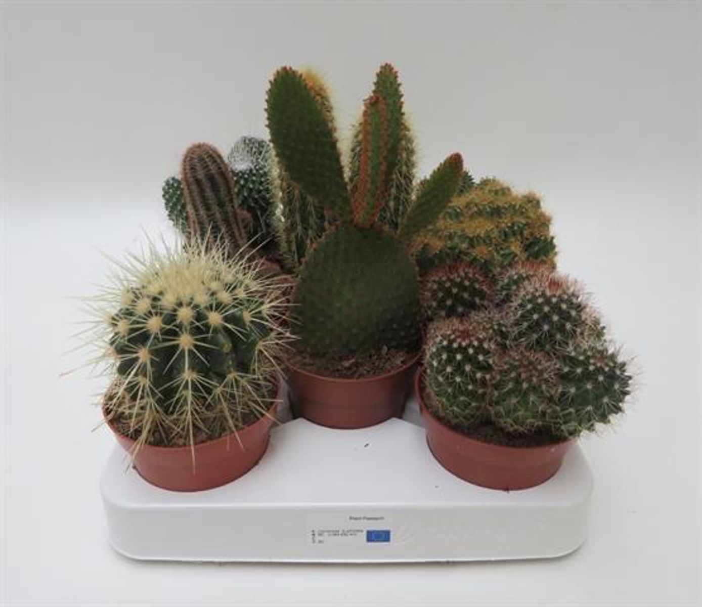 Cactus MIX — Plant Wholesale FlorAccess