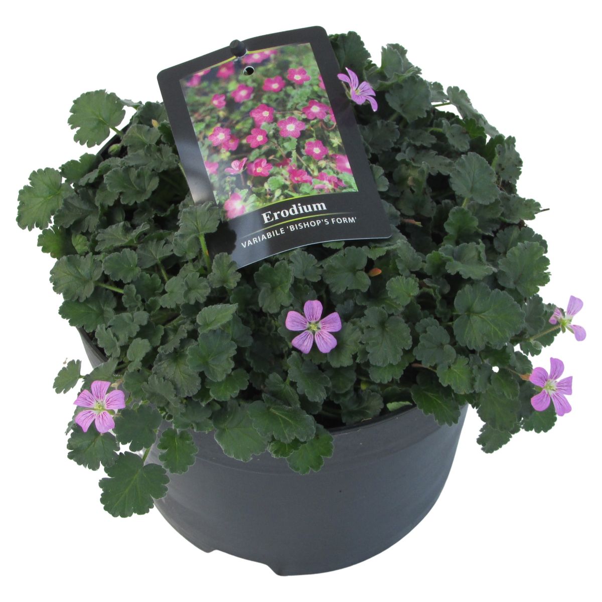 Erodium x variabile 'Bishop's Form' — Plant Wholesale FlorAccess