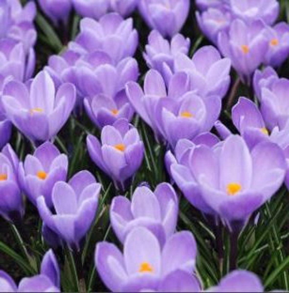 Crocus vernus 'Grand Maître' — Mayorista de plantas FlorAccess