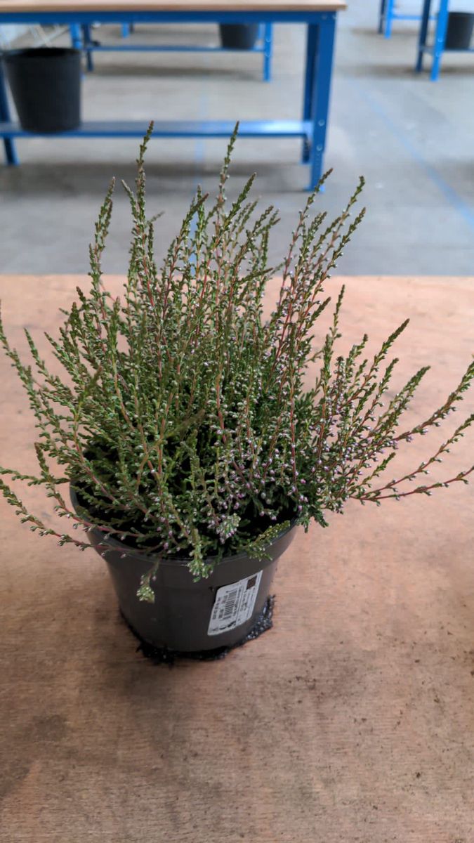 Calluna vulgaris 'Tib' — Plant Wholesale FlorAccess