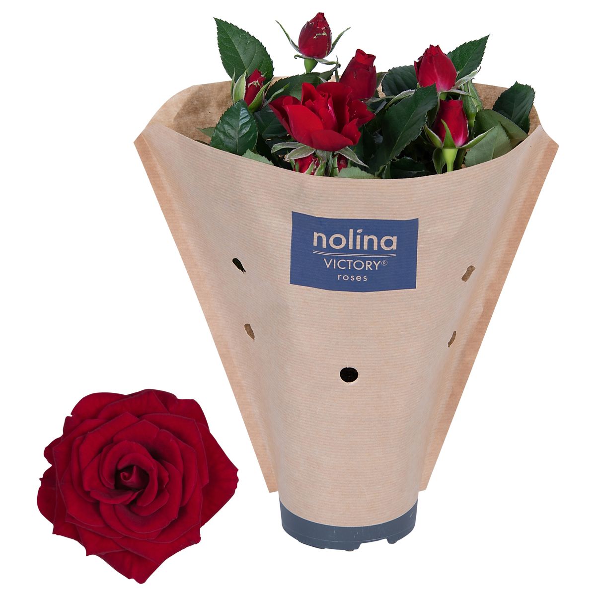 Rosa VICTORY — Plant Wholesale FlorAccess