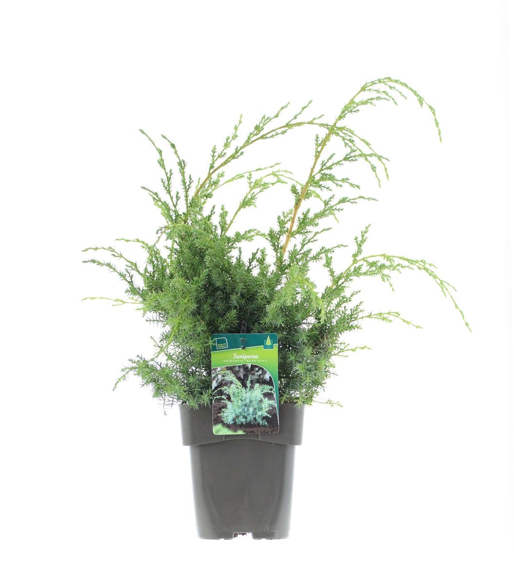 Juniperus chinensis 'Blue Alps' — Plant Wholesale FlorAccess
