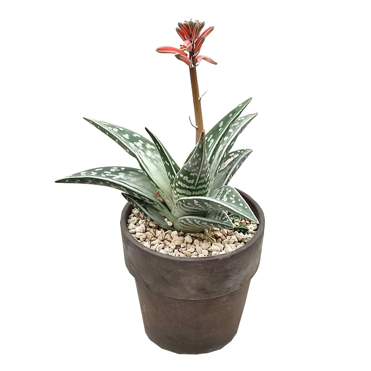 Aloe variegata — Plant Wholesale FlorAccess