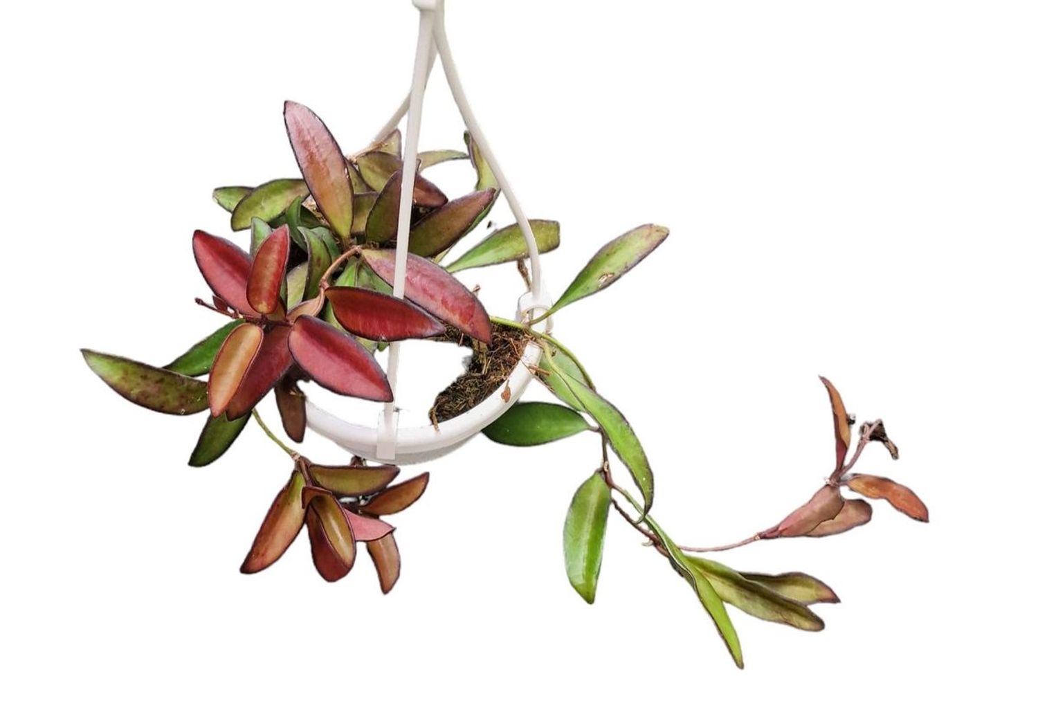 Hoya 'Rosita' — Plant Wholesale FlorAccess