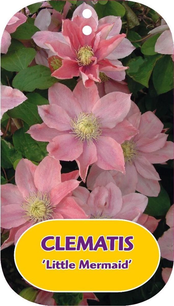 Clematis 'Little Mermaid' (EL) — Plant Wholesale FlorAccess