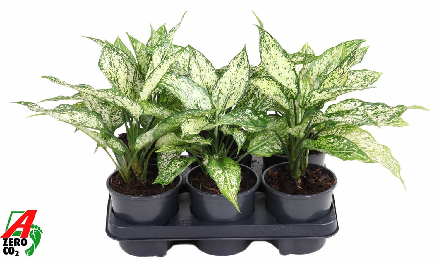 Aglaonema 'White Diamond' — Plant Wholesale FlorAccess