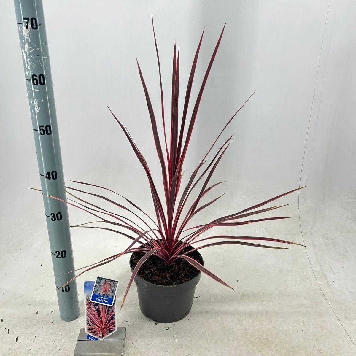 Cordyline australis CHARLIE BOY — Plant Wholesale FlorAccess