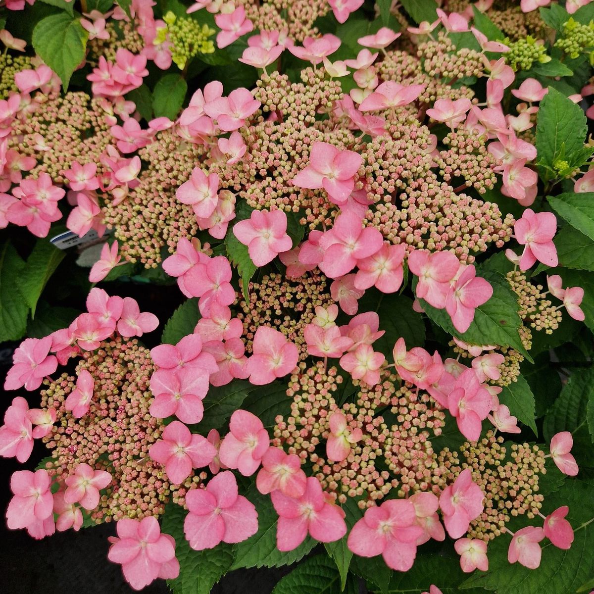 Hydrangea MILLION STARS SIRIUS PINK — Plant Wholesale FlorAccess