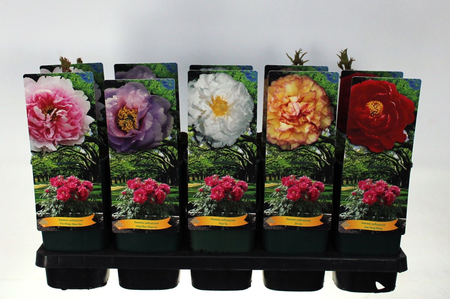 Paeonia suffruticosa MIX — Plant Wholesale FlorAccess