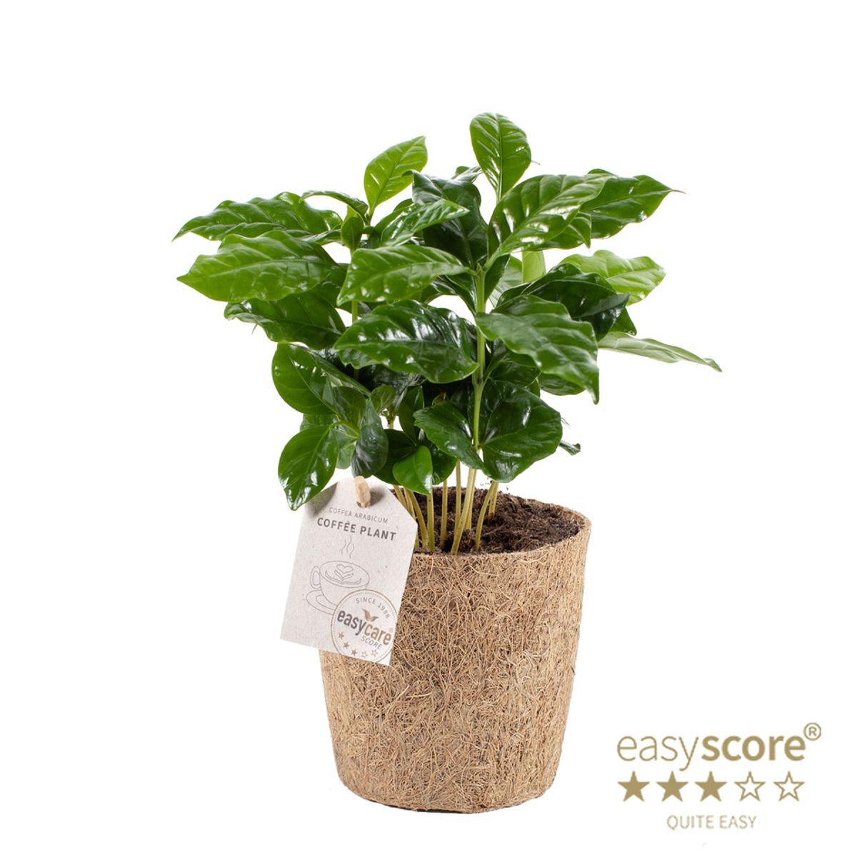 Coffea arabica — Plant Wholesale FlorAccess