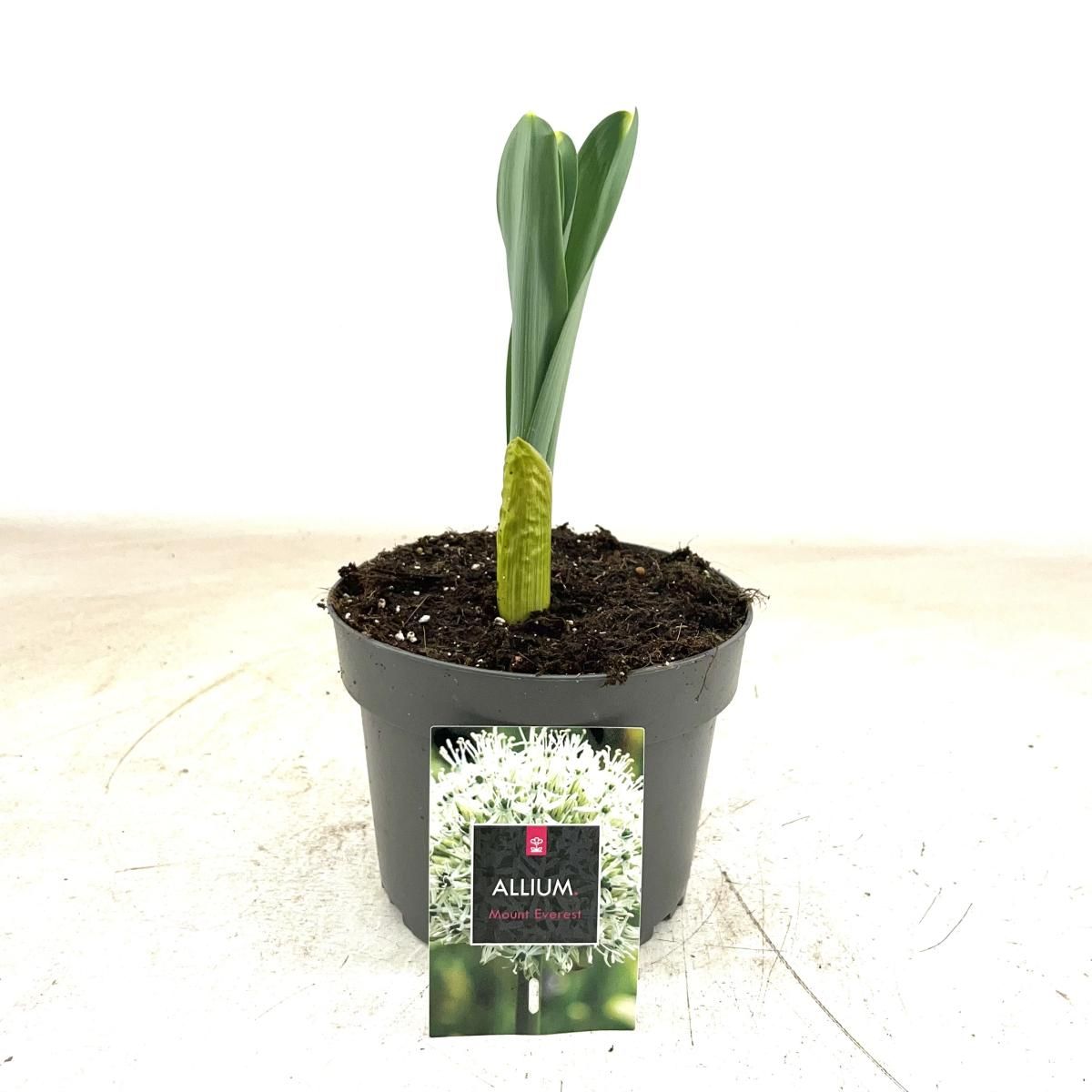 Allium stipitatum 'Mount Everest' — Plant Wholesale FlorAccess