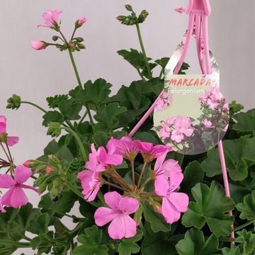 Pelargonium MARCADA PINK — Grossiste en Plantes FlorAccess