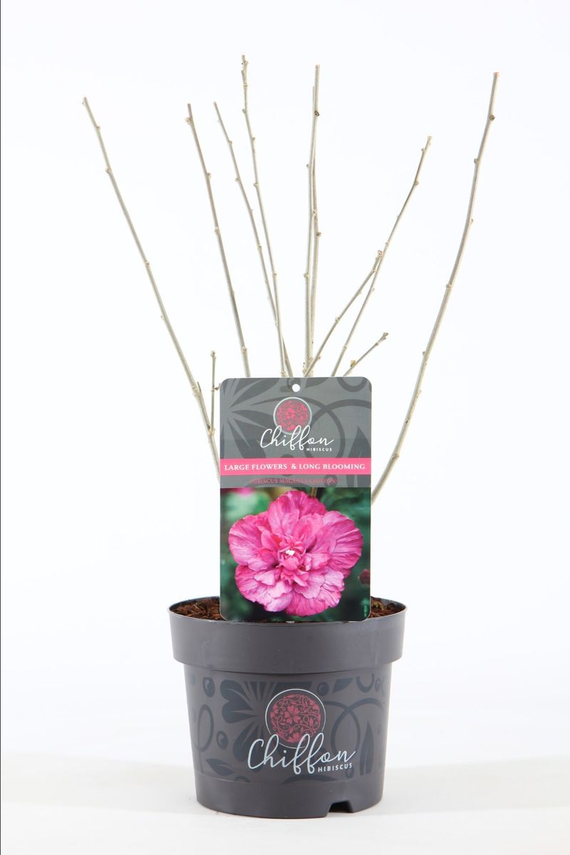 Hibiscus syriacus MAGENTA CHIFFON — Plant Wholesale FlorAccess
