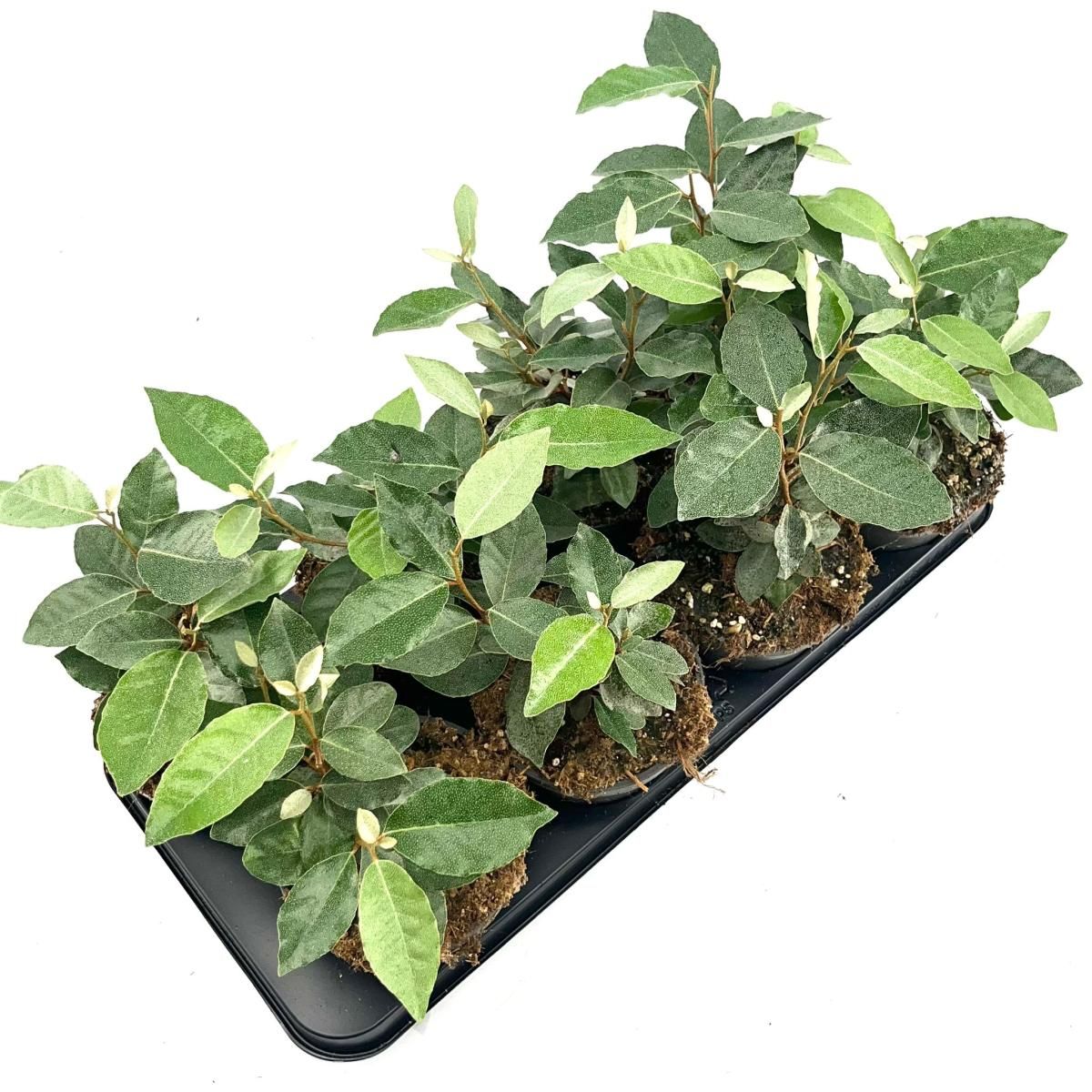 Elaeagnus x ebbingei 'Compacta' — Mayorista de plantas FlorAccess