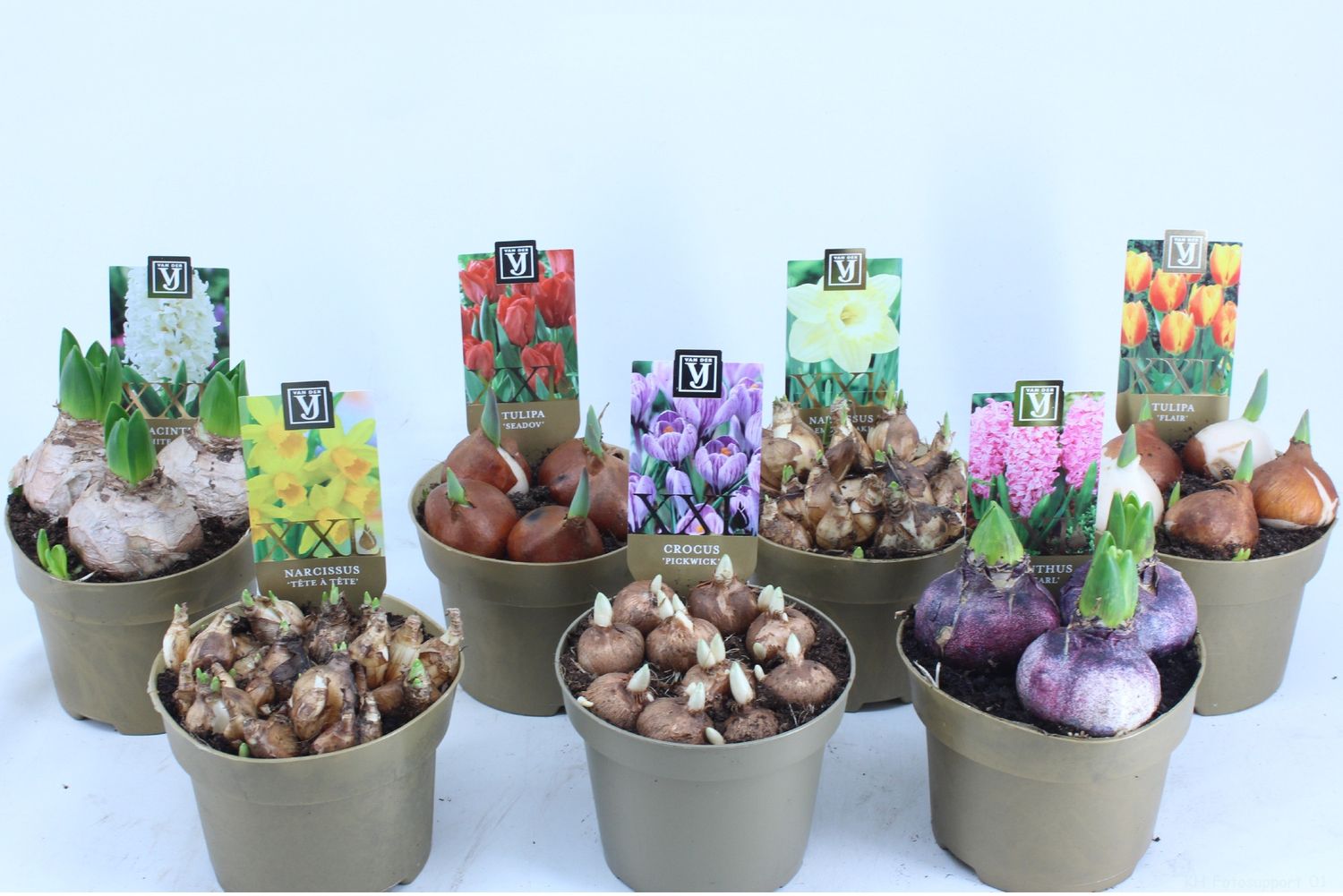 Bulbous plants MIX — Plant Wholesale FlorAccess