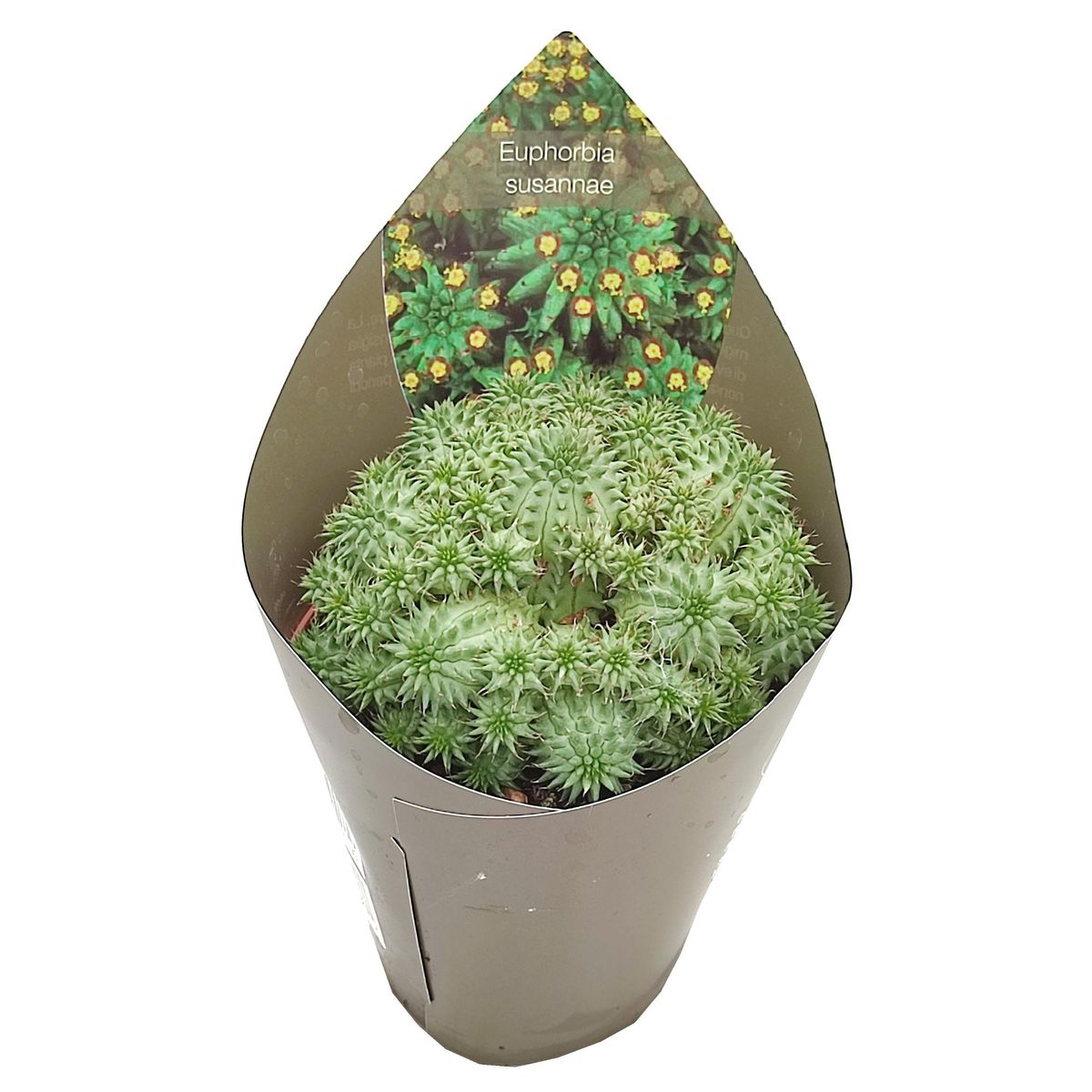 Euphorbia susannae — Plant Wholesale FlorAccess