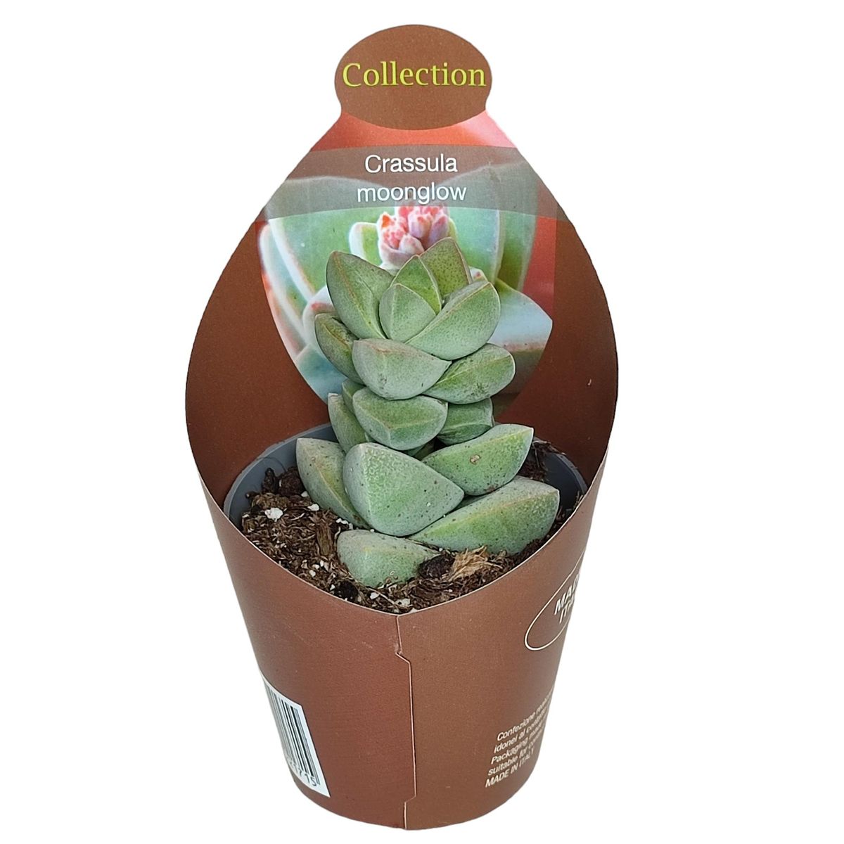 Crassula 'Moonglow' — Plant Wholesale FlorAccess