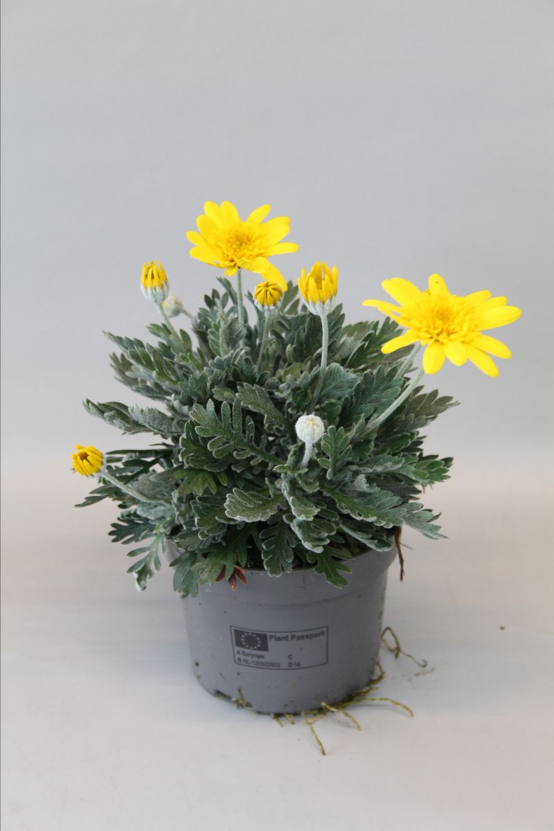 Euryops pectinatus DOUBLE SILVER STAR — Plant Wholesale FlorAccess