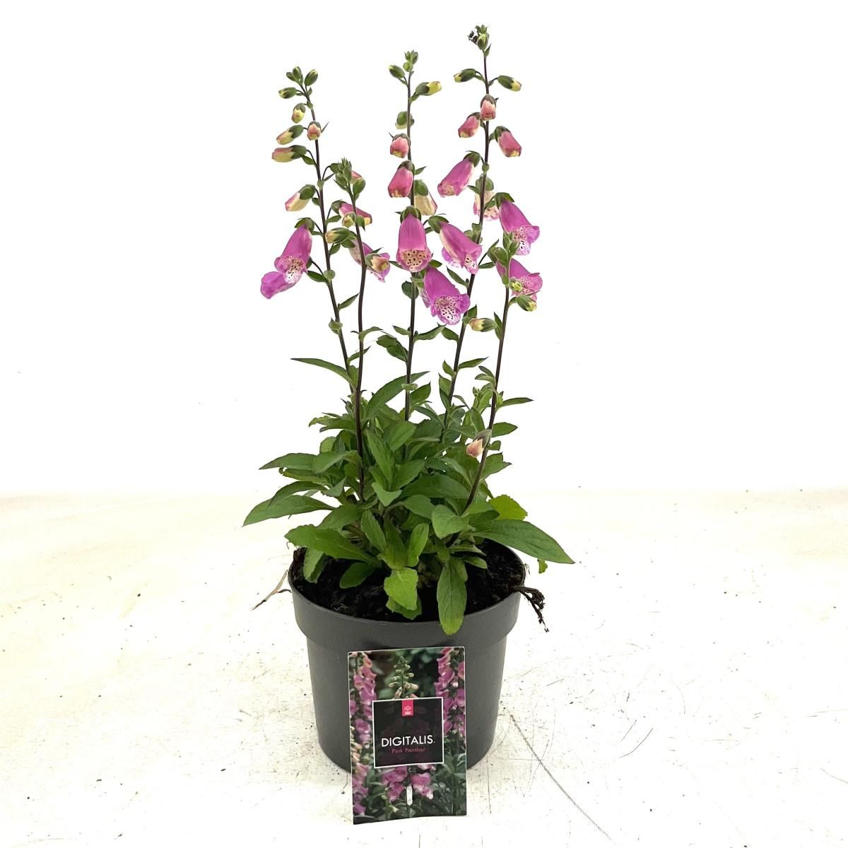 Digitalis PINK PANTHER — Plant Wholesale FlorAccess