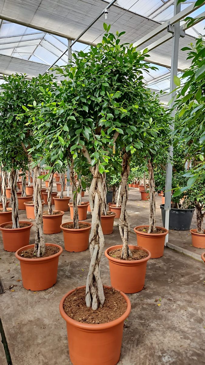 Ficus microcarpa 'Nitida' — Plant Wholesale FlorAccess