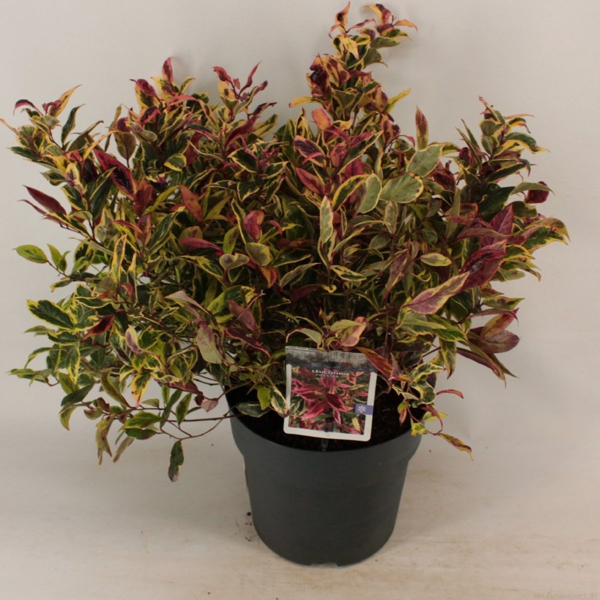 Leucothoe FIRESTAR — Plant Wholesale FlorAccess