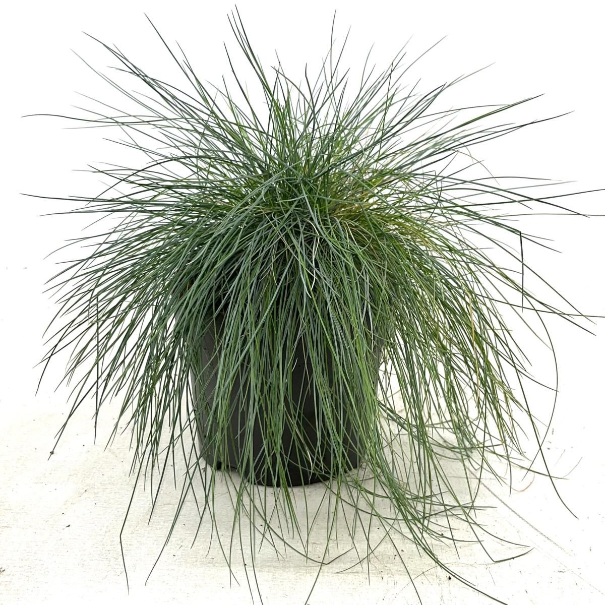 festuca-glauca-elijah-blue-plant-wholesale-floraccess