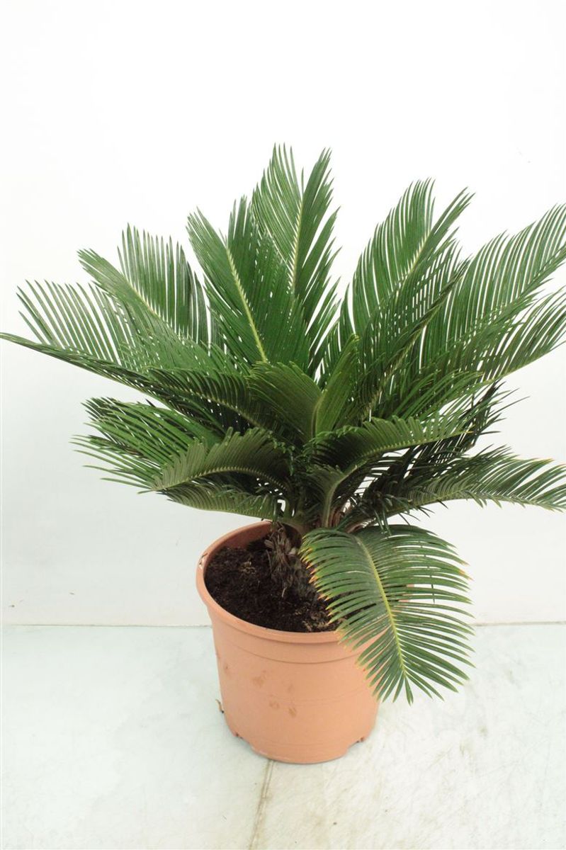 Cycas revoluta — Plant Wholesale FlorAccess