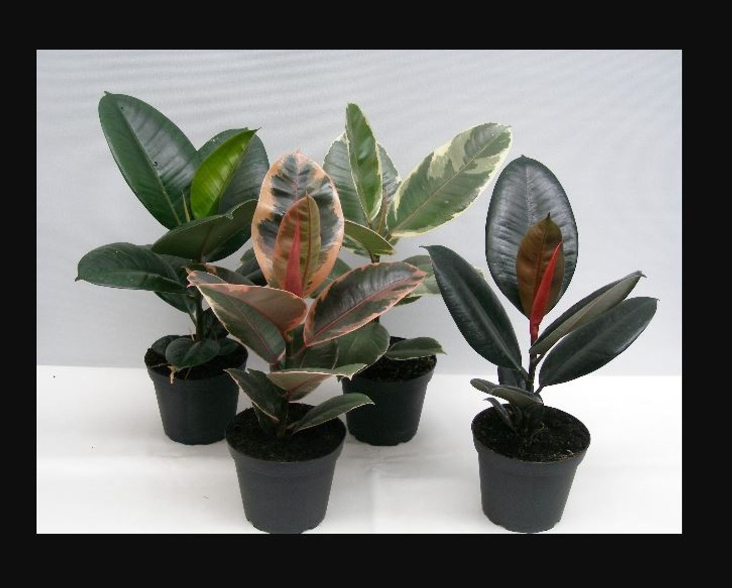Ficus elastica MIX — Plant Wholesale FlorAccess