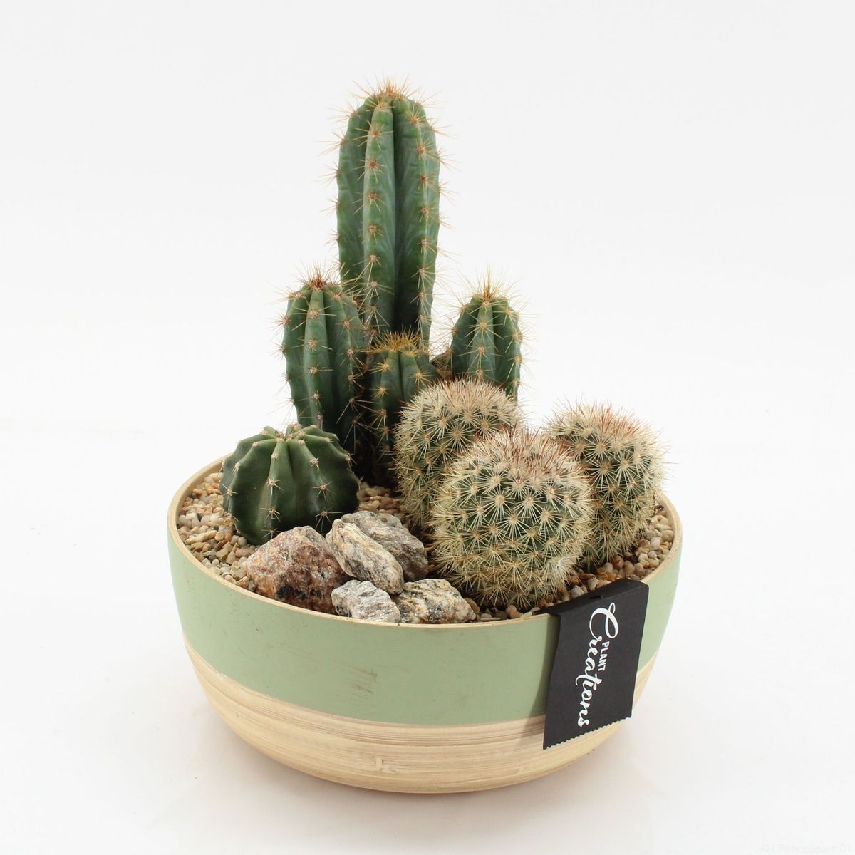 Arrangement Cactus Essentials — Plant Wholesale FlorAccess