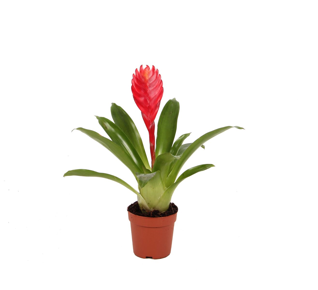 Vriesea 'Christiane' — Plant Wholesale FlorAccess