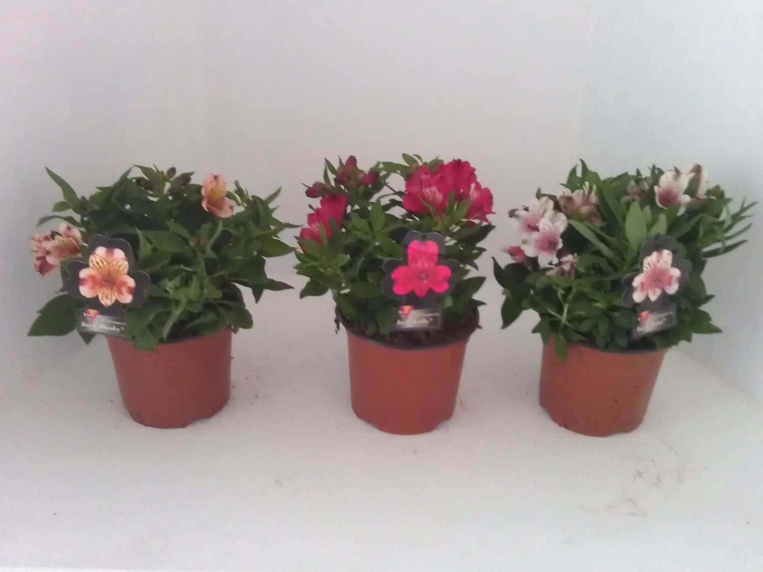 Alstroemeria INCA MIX — Plant Wholesale FlorAccess