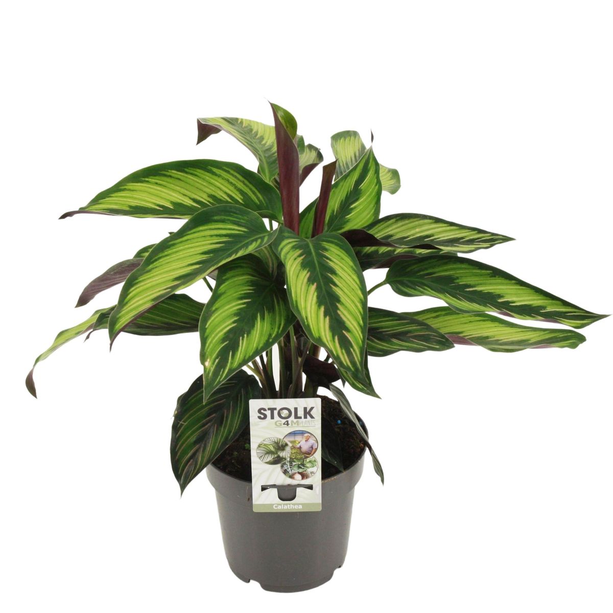 Calathea majestica 'Princeps' — Plant Wholesale FlorAccess
