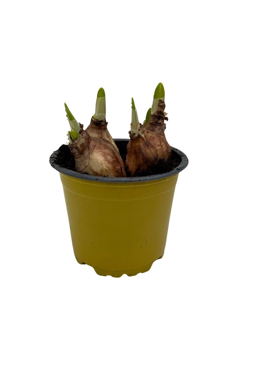 Narcissus 'Tête-à-Tête' — Plant Wholesale FlorAccess