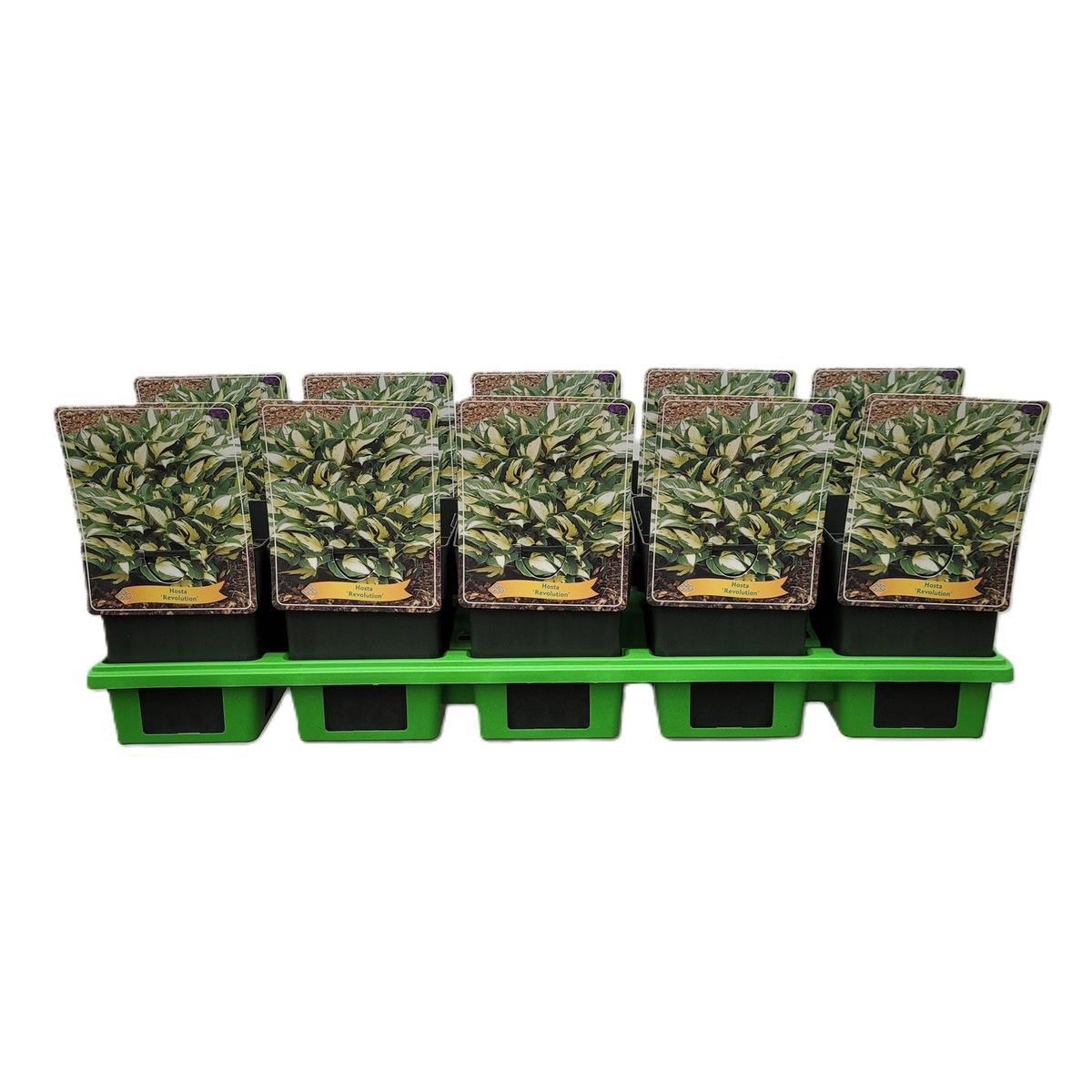 Hosta 'Revolution' — Plant Wholesale FlorAccess