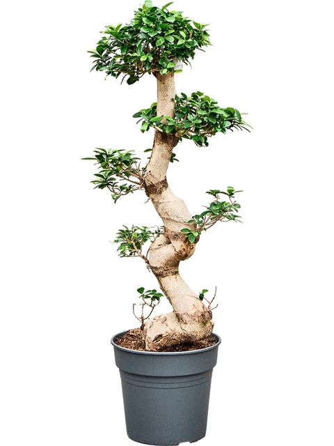 Ficus microcarpa 'Compacta' — Plant Wholesale FlorAccess