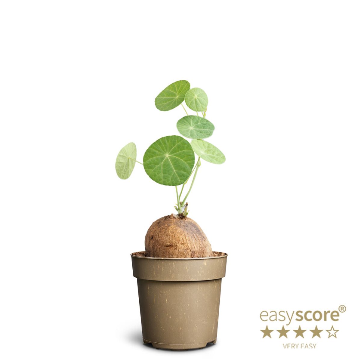 Stephania erecta — Plant Wholesale FlorAccess