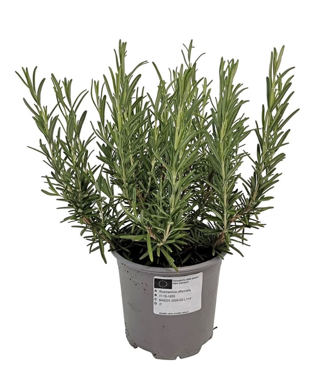 Rosmarinus officinalis — Plant Wholesale FlorAccess