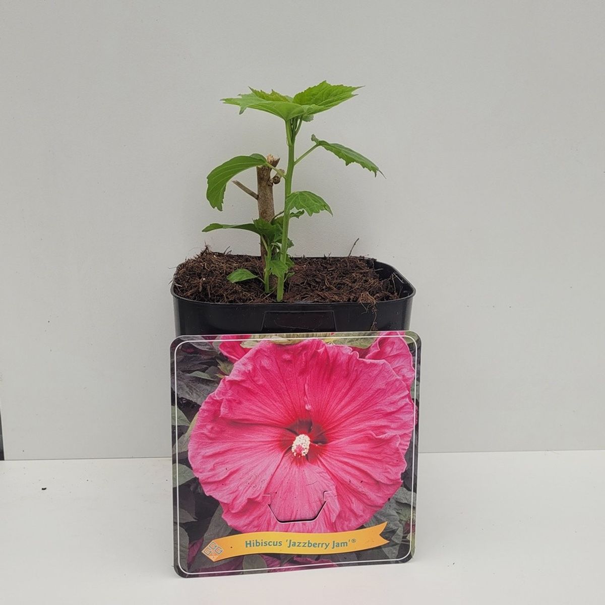Hibiscus 'Jazzberry Jam' — Plant Wholesale FlorAccess