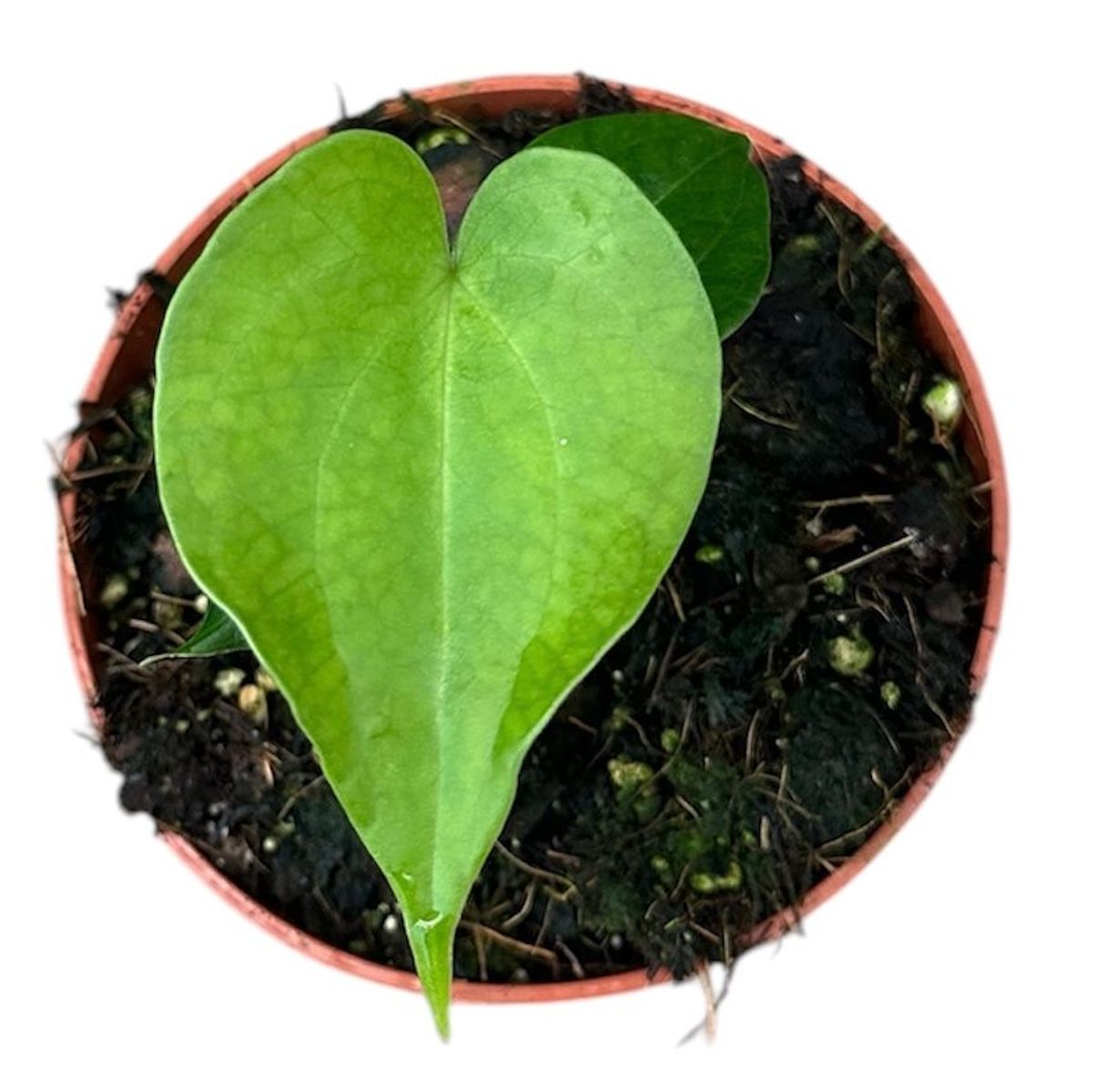 Anthurium 'Delta Force' — Plant Wholesale FlorAccess