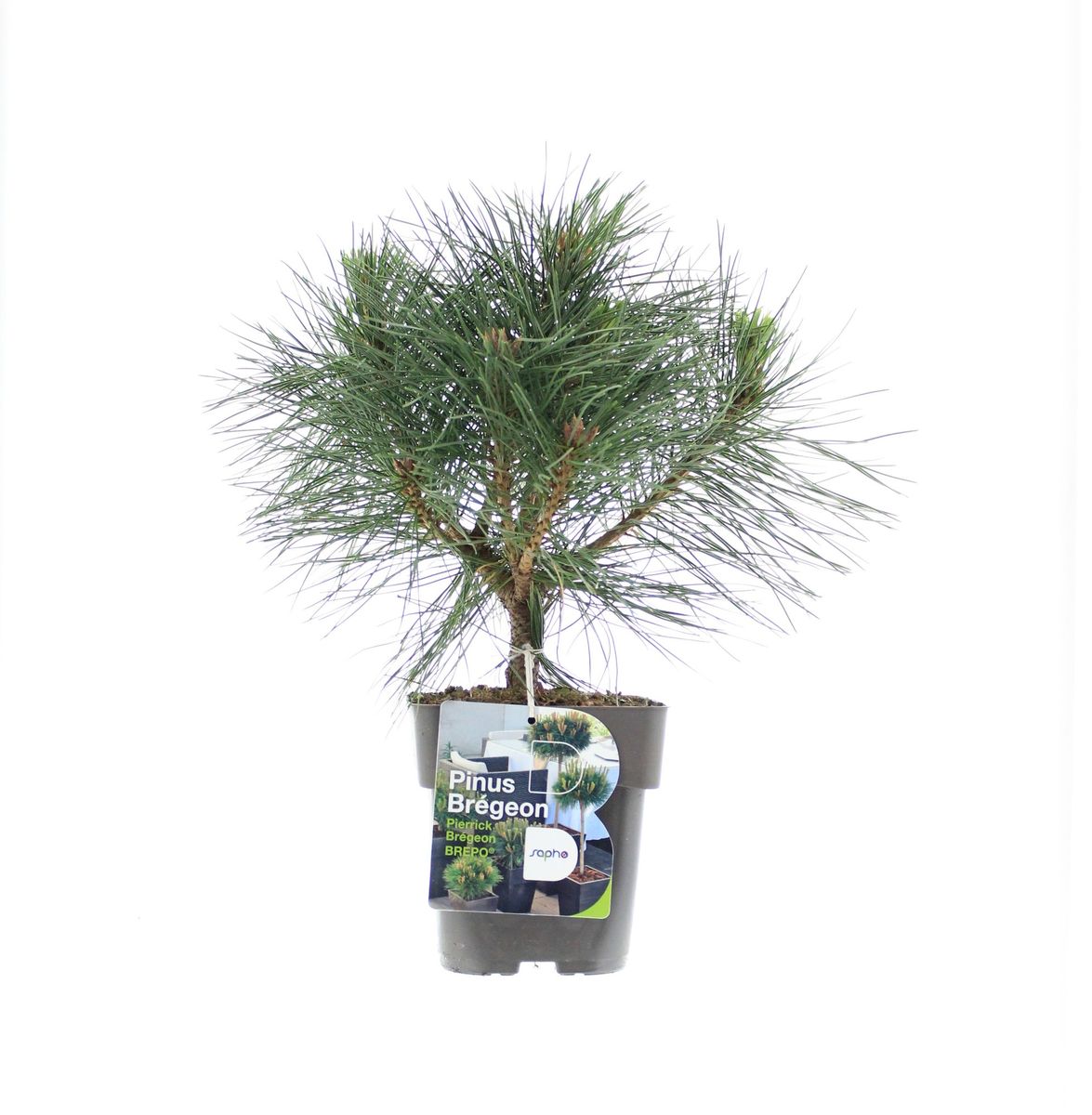Pinus nigra BREPO — Plant Wholesale FlorAccess