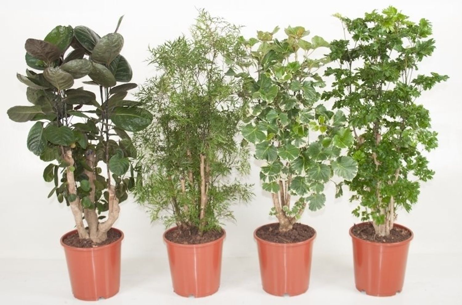 Polyscias MIX — Plant Wholesale FlorAccess