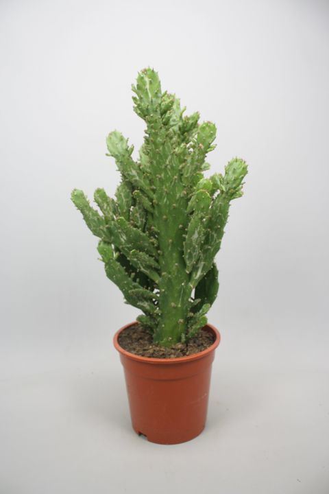 Opuntia tuna — Plant Wholesale FlorAccess