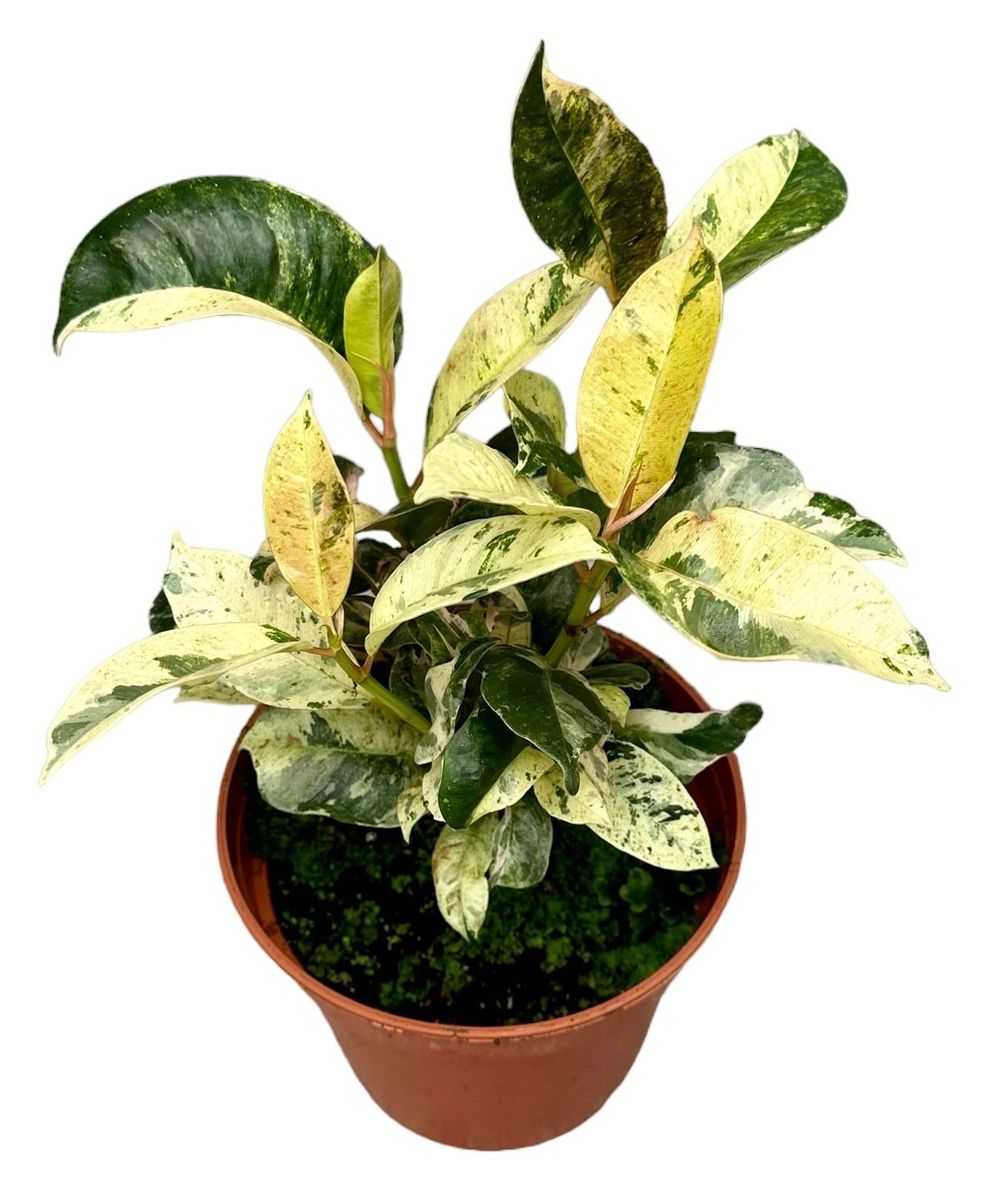 Ficus elastica 'Shivereana Moonshine' — Plant Wholesale FlorAccess